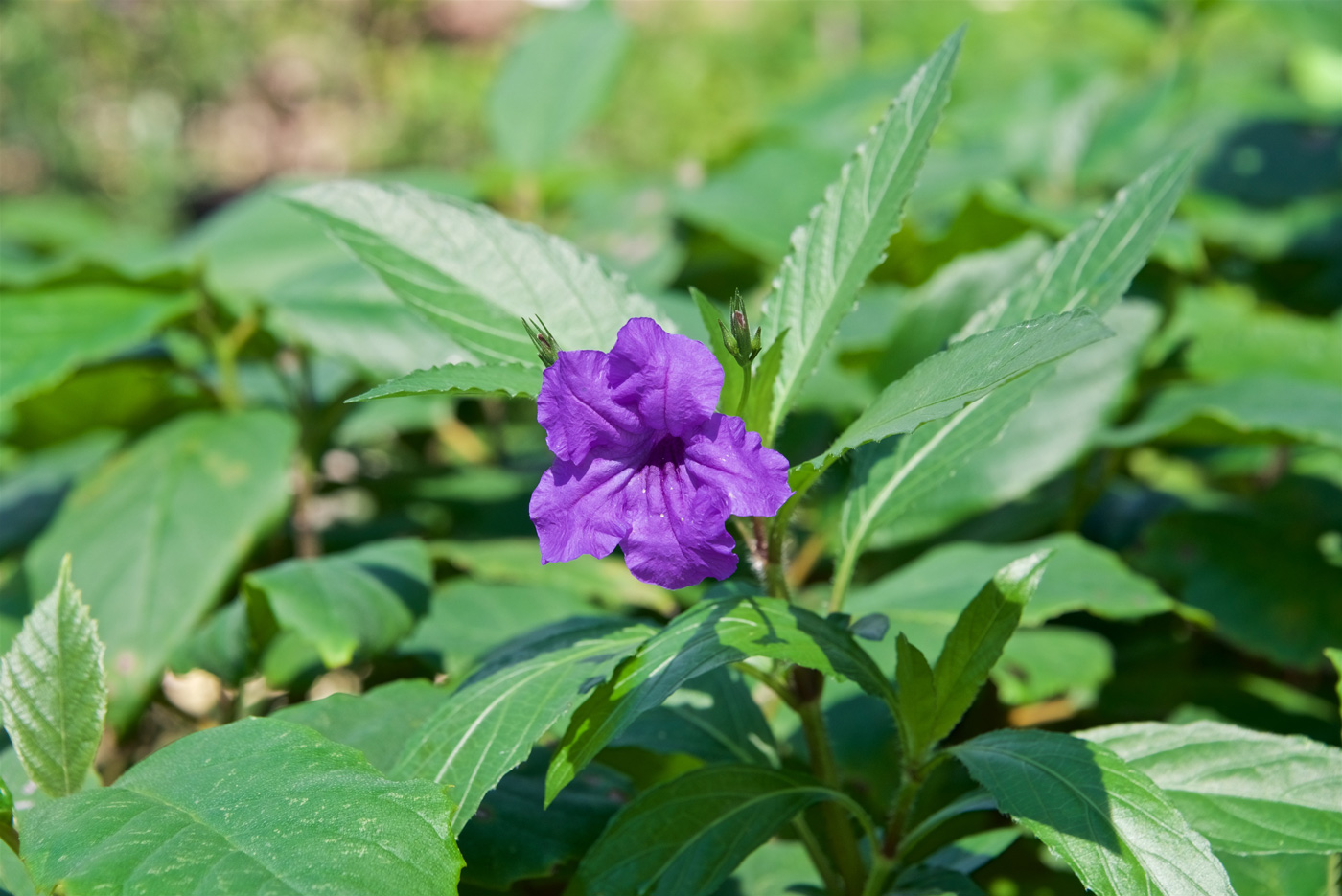 Vivero Forestal Riviera Maya - FFCM Vivero Forestal Riviera Maya