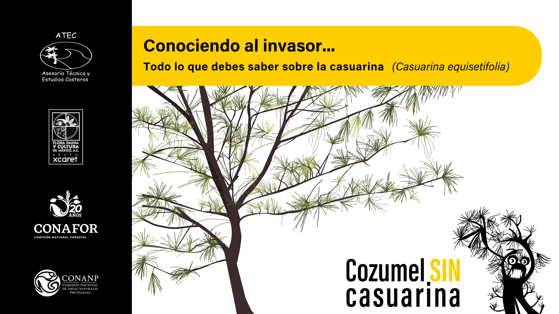Guía sobre la casuarina - FFCM