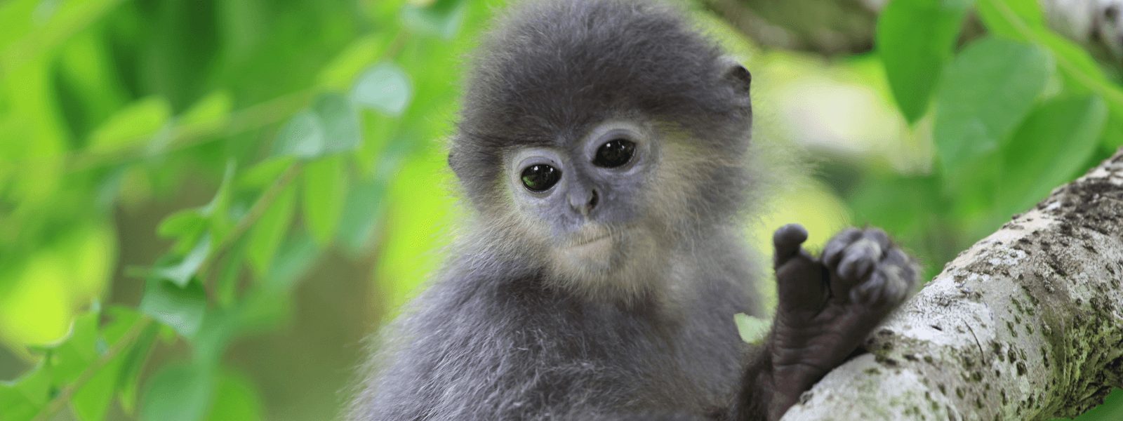 El incalculable valor de la vida silvestre - FFCM